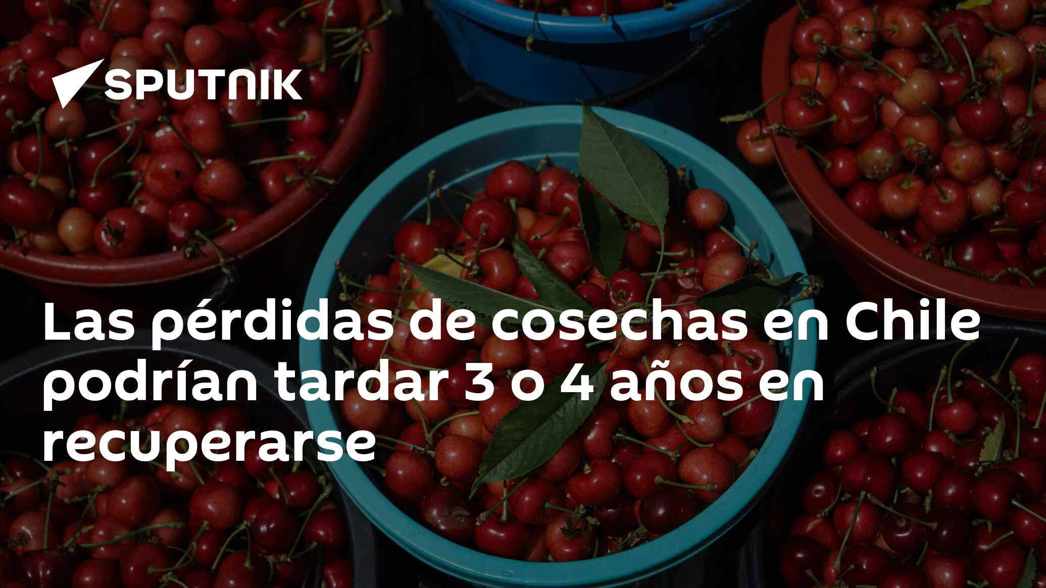 Las Pérdidas De Cosechas En Chile Podrían Tardar 3 O 4 Años En