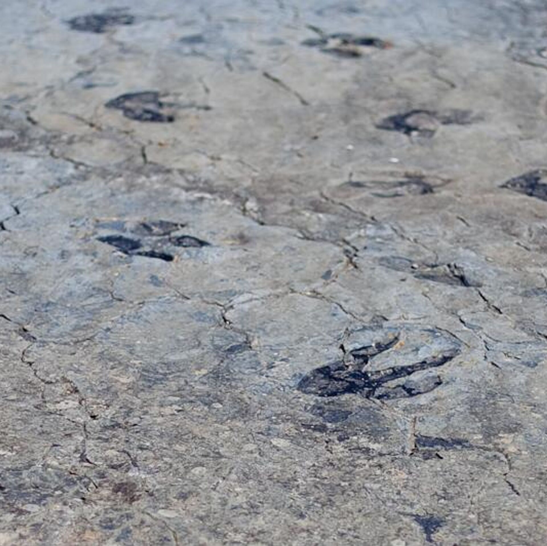 Científicos hallan en el sur argentino huellas de dinosaurios con ...